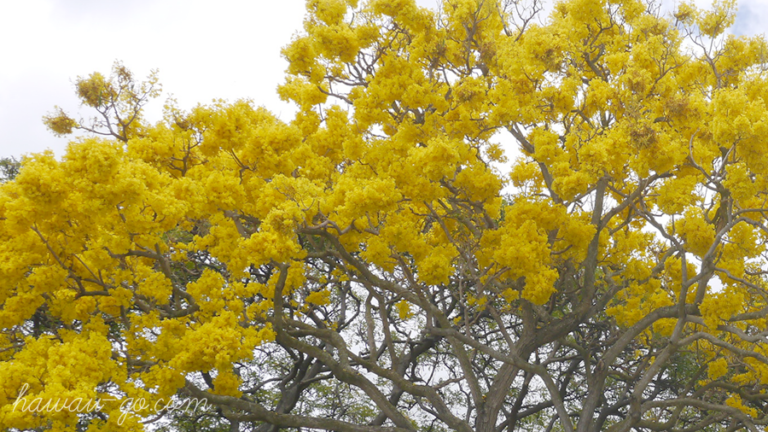 ハワイ語「Poalima （ポーアリマ）」の意味は？